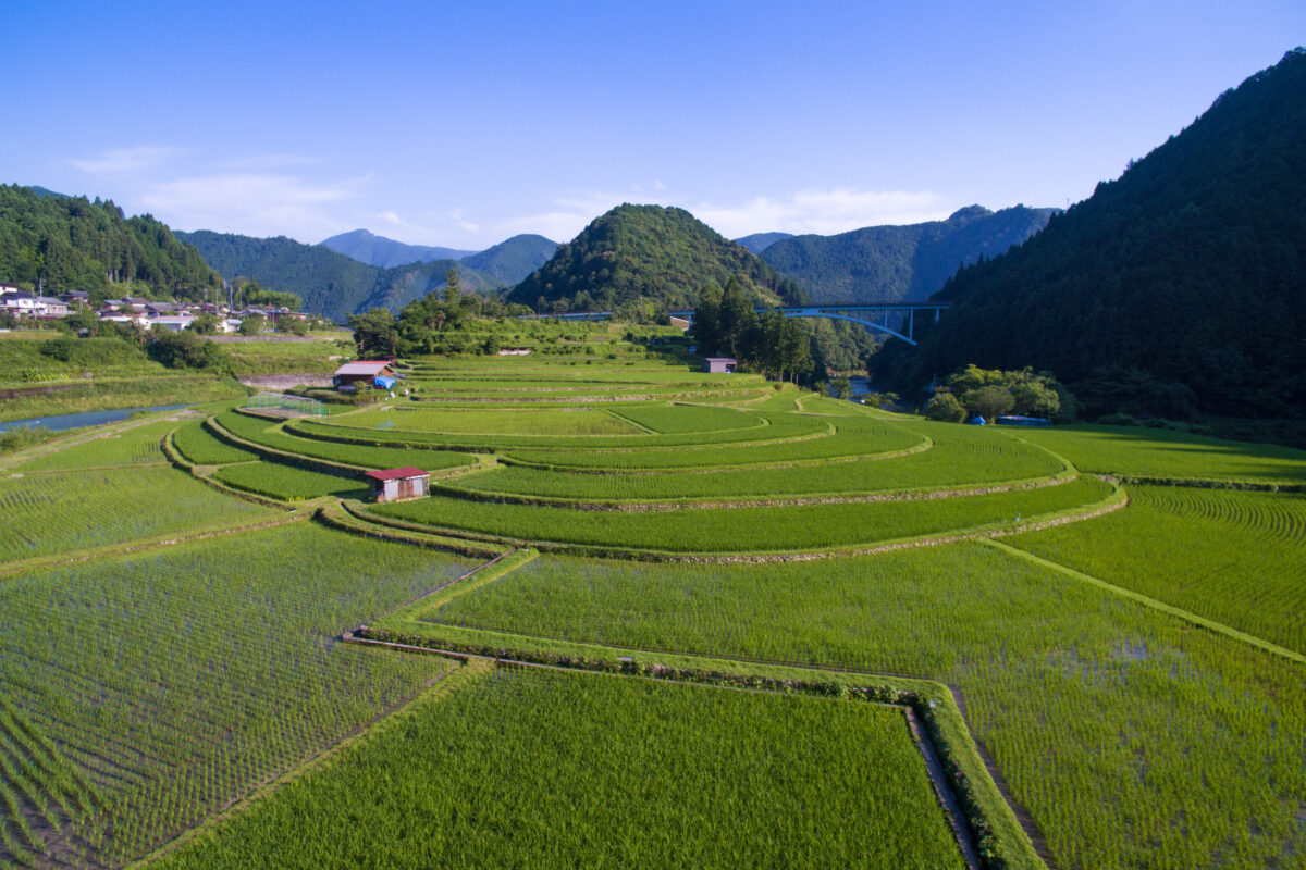 Aragi Island Rice Fields | Japon Secret