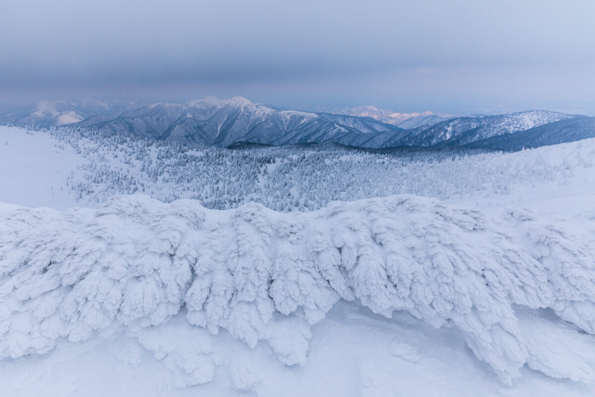 Ethereal Winter Wonderland: Zaos Twisted Snow Trees | Japon Secret