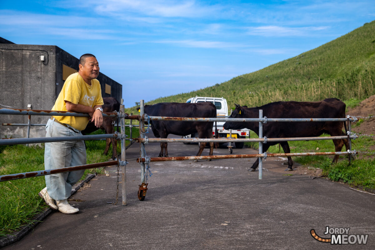 Scenic Cattle Ranch in Rolling Green Hills | Japon Secret