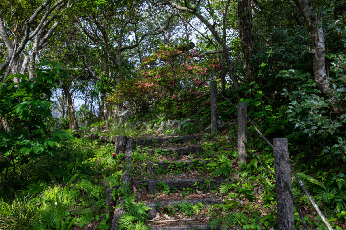 Tranquil Forest Staircase Path: Reconnect with Nature | Japon Secret
