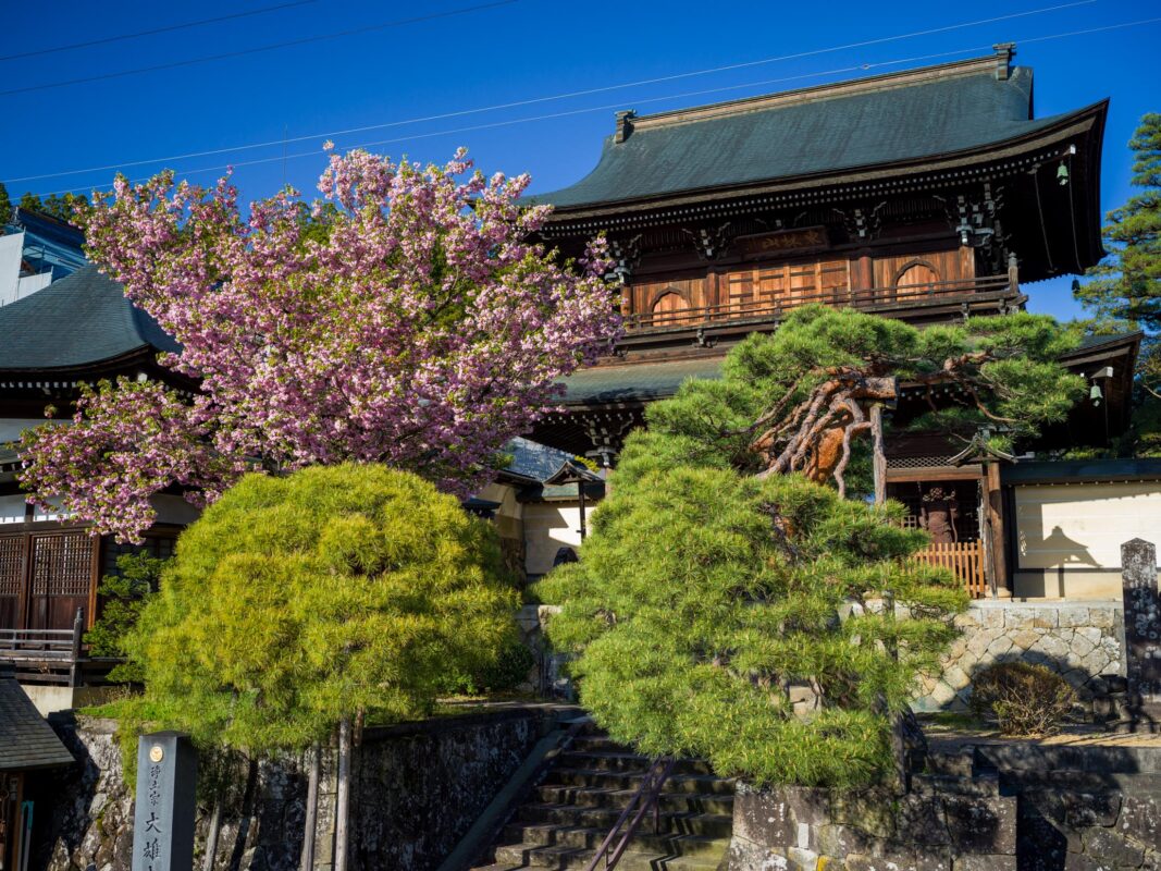 Tranquil Cherry Blossom Path in Higashiyama, Kyoto | Japon Secret